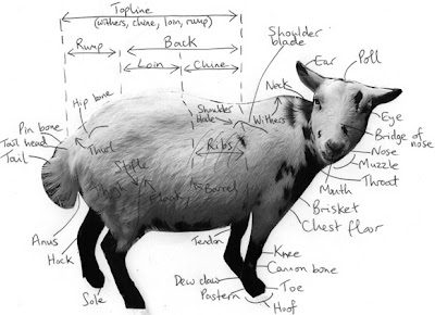 AgriHunt: Diagram of Goat