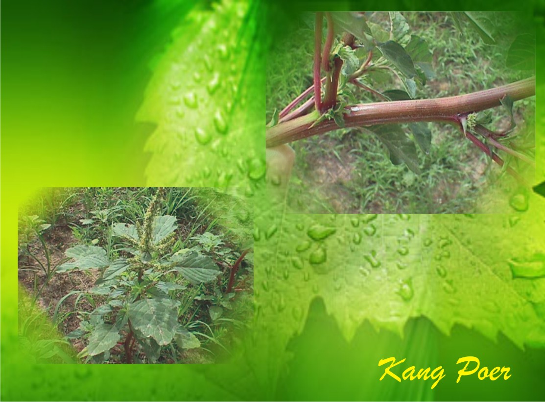 TANAMAN OBAT KELUARGA: BAYAM DURI