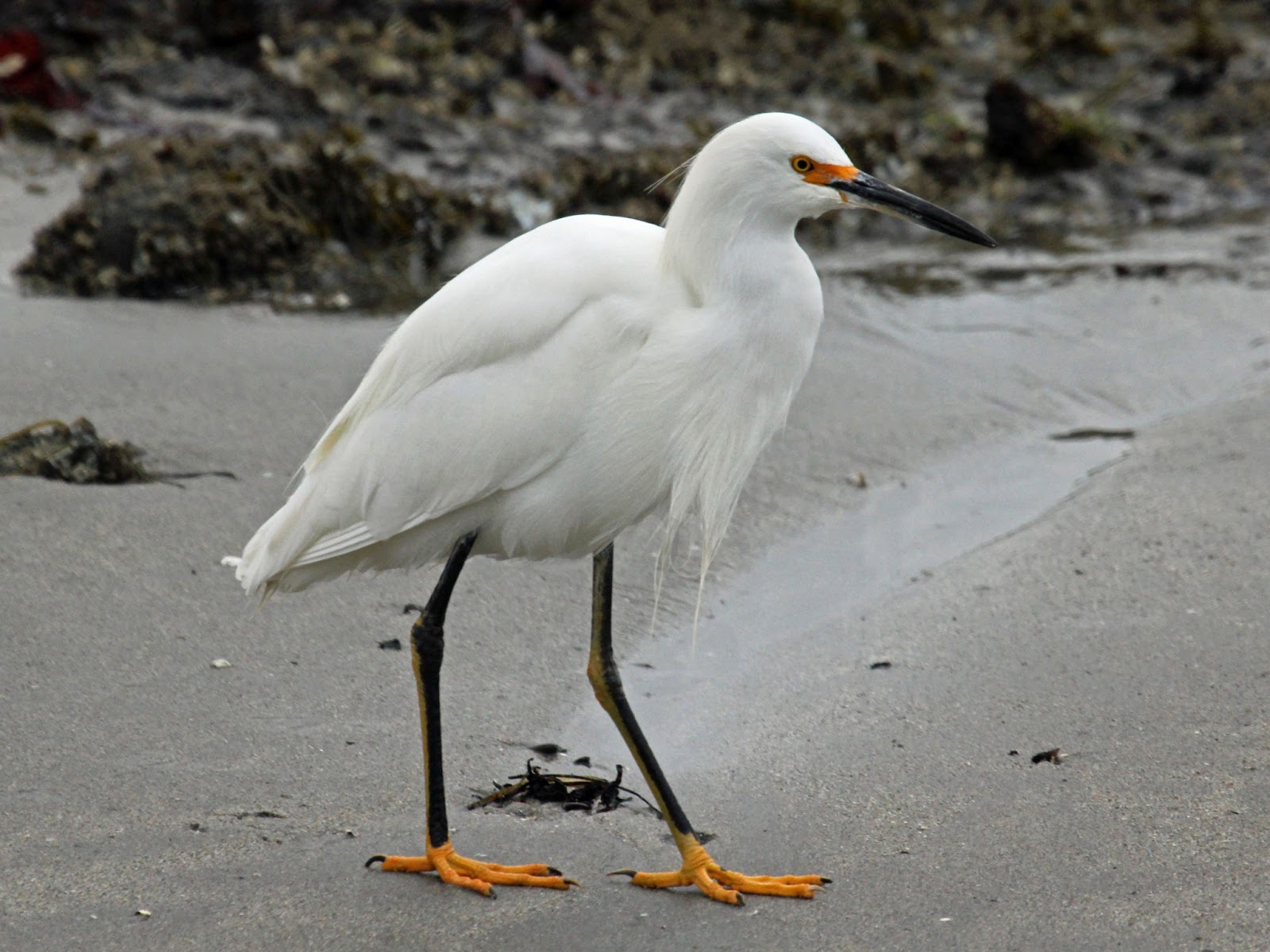 Snowy Egret Facts And Beautiful New Pictures 2013 | Animals HD Images