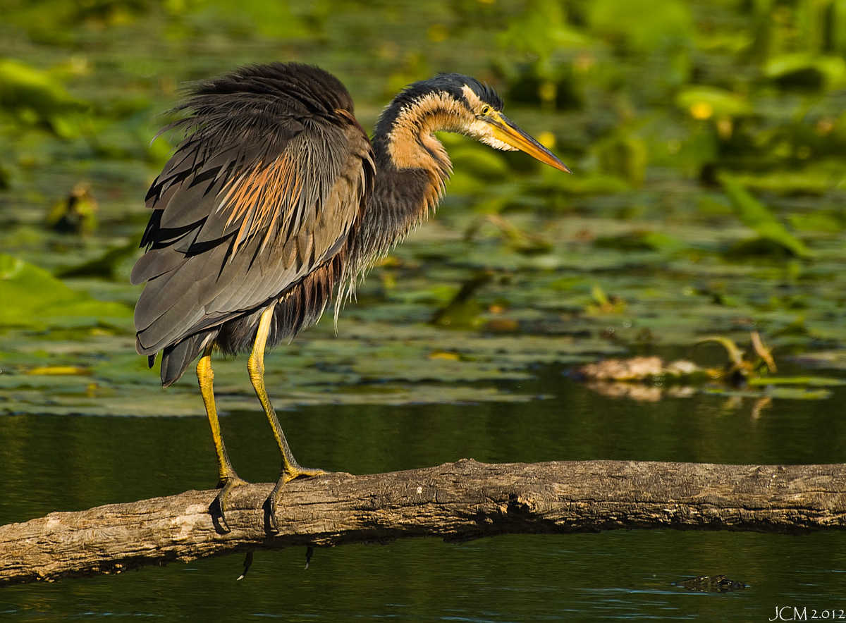 Fauna del Valle - Fotografía de Naturaleza: Garza Imperial (Ardea purpurea)