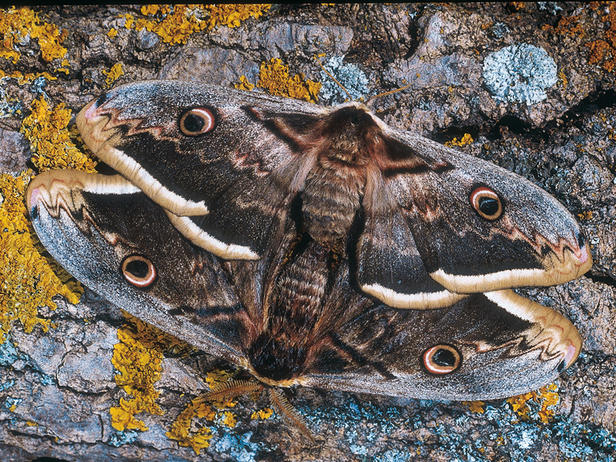 Las feromonas del gran pavón