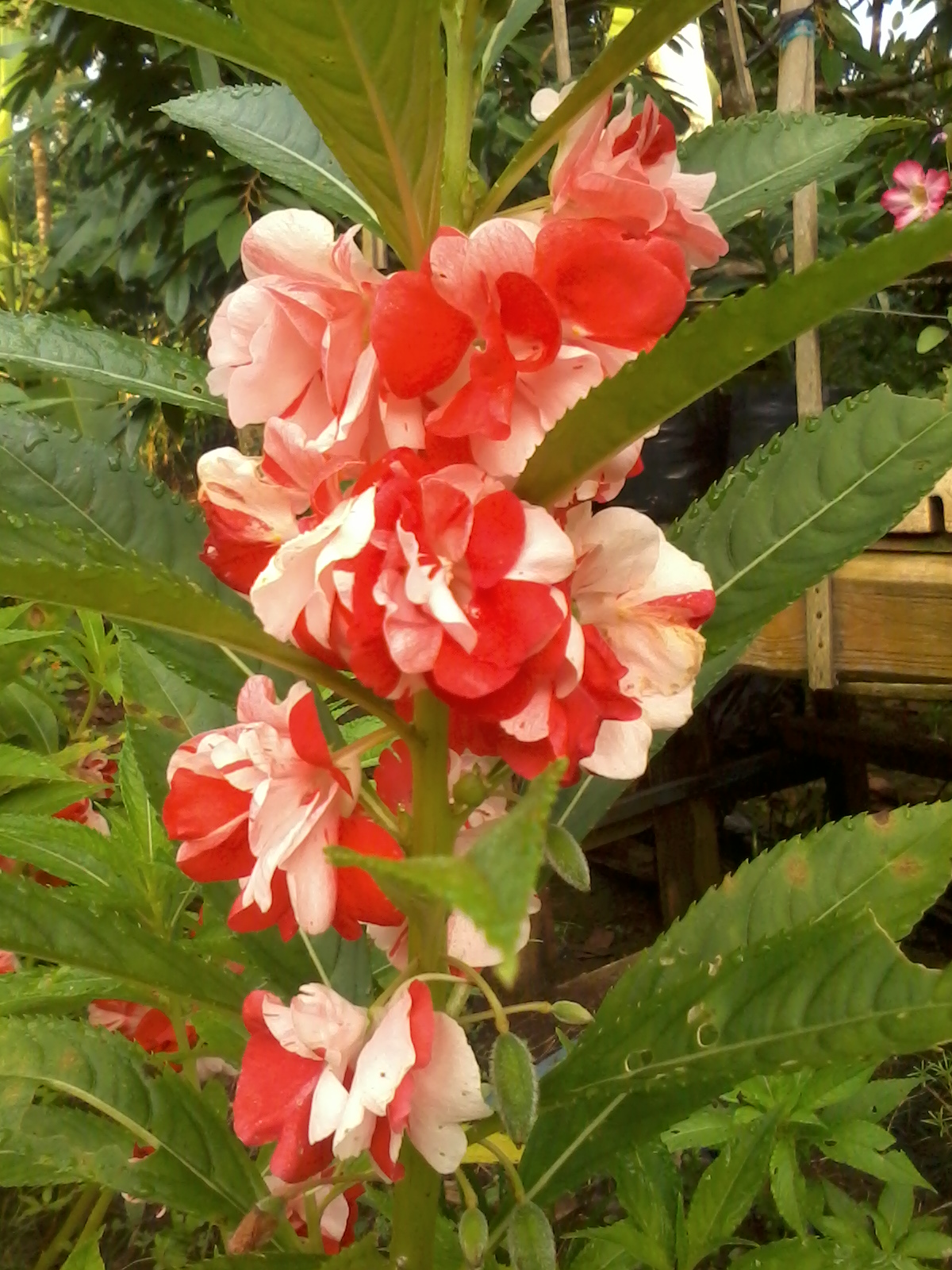 "Pacar Air" (www.zawawiflora.com): Bunga pacar air bicolor