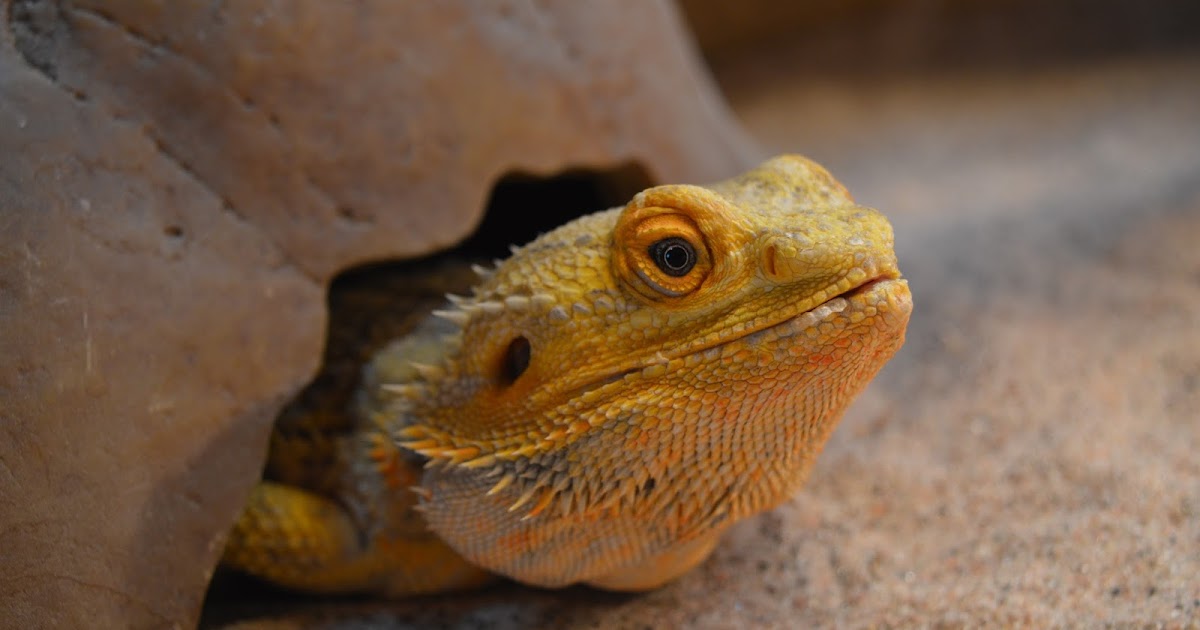 Monenlaisia mönkijöitä: Parta-agama