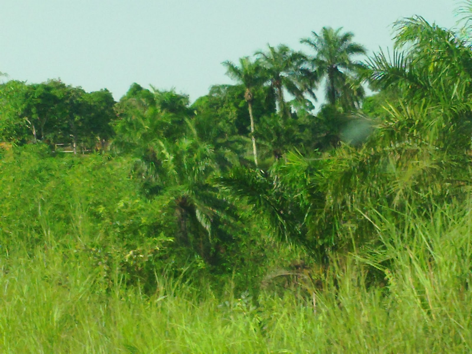 LDS Congo Mission: Into Africa...Trip From Kinshasa to Zongo Falls