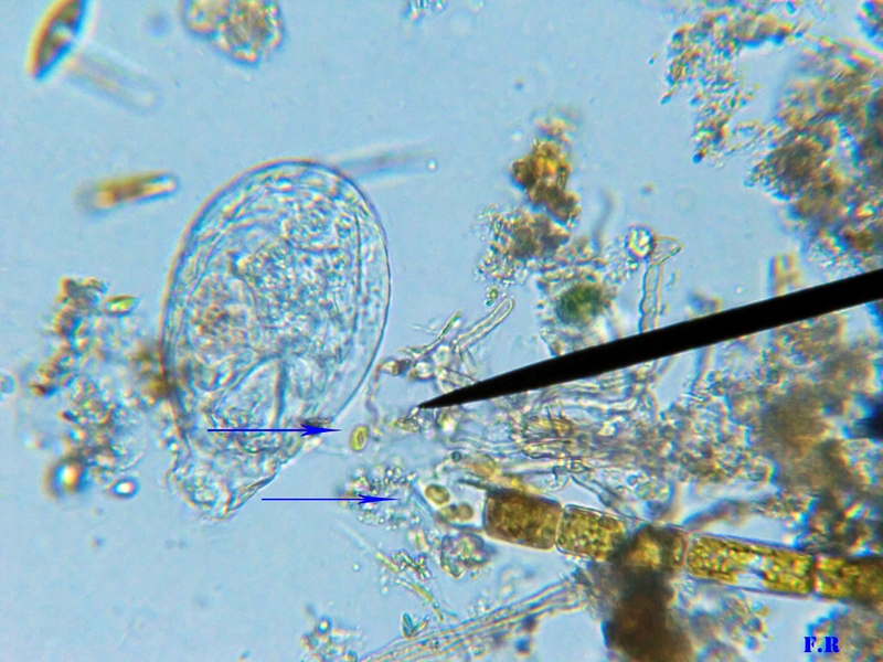 Microorganismo del agua.: LEPADELLA, UNA NUEVA OBSERVACIÓN.