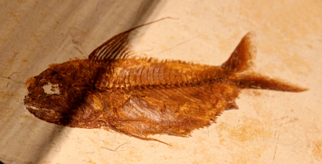 Louisville Fossils and Beyond: Nematonotus longispinus Fish Fossil