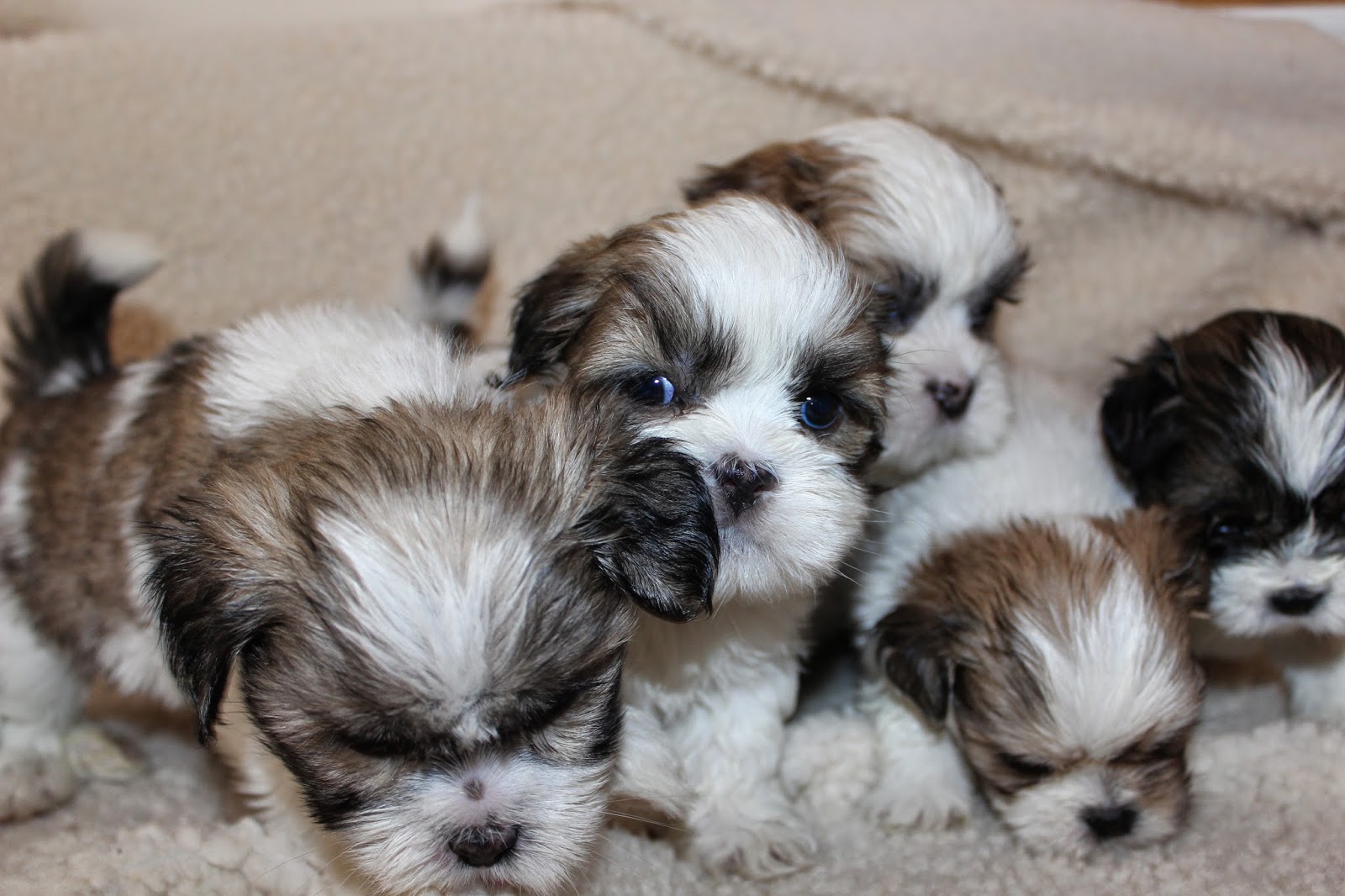 Lhasa Apso - Penny's Pups from birth to new homes: cute lhasa apso ...