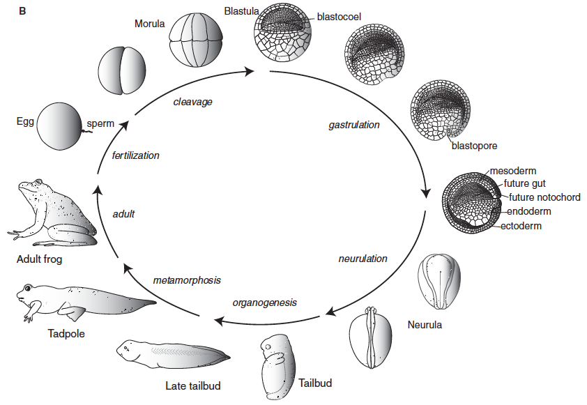 The Mermaid's Tale: On the mythology of natural selection: Part IV ...