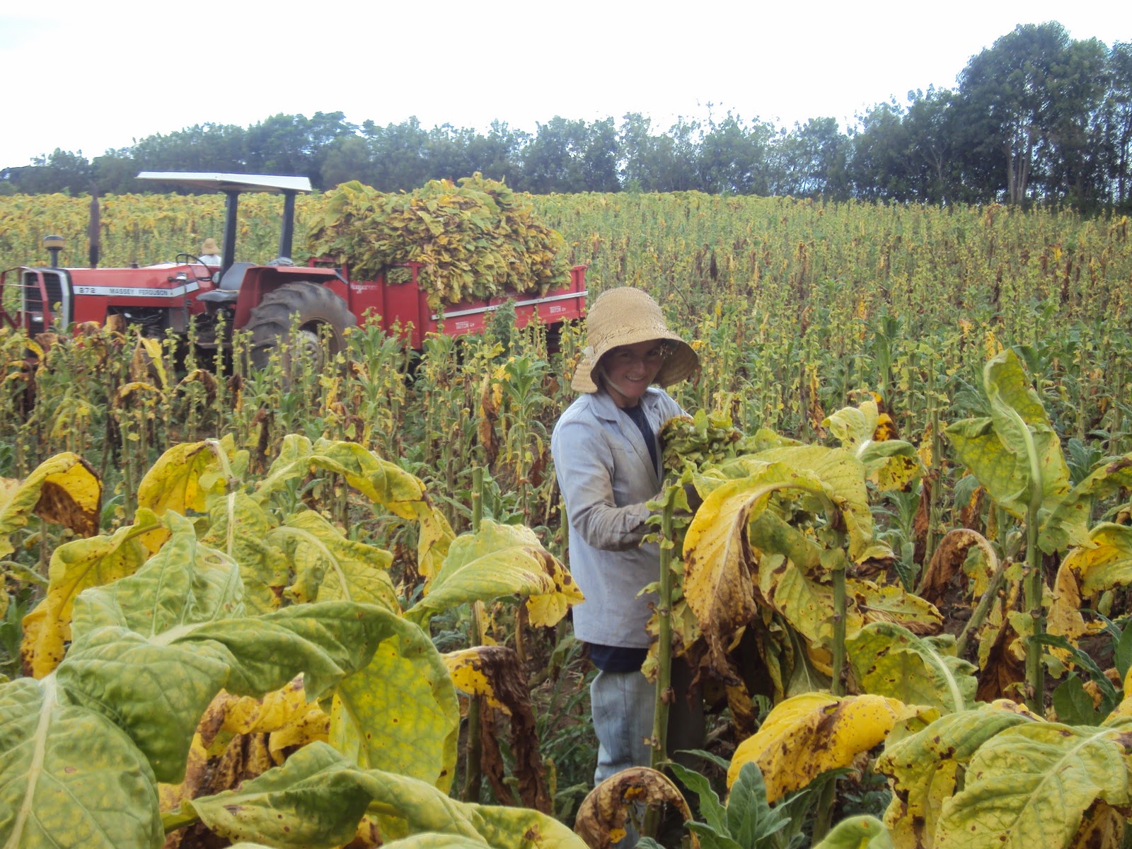 Pinheiral de Baixo - Palmeira - PR: Fumicultura