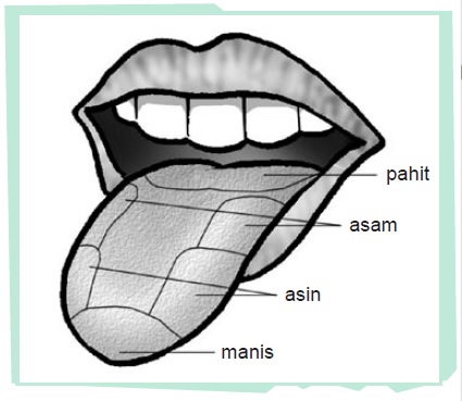 Alat Indra Manusia Indra Perasa (Lidah) dan Indra Pembau (Hidung ...