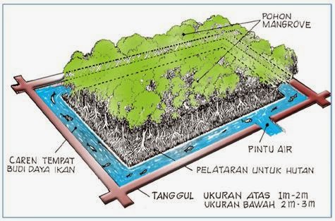 Perikanan Kota Mataram: Sistem Wanamina (Sylvofishery) Sebagai ...