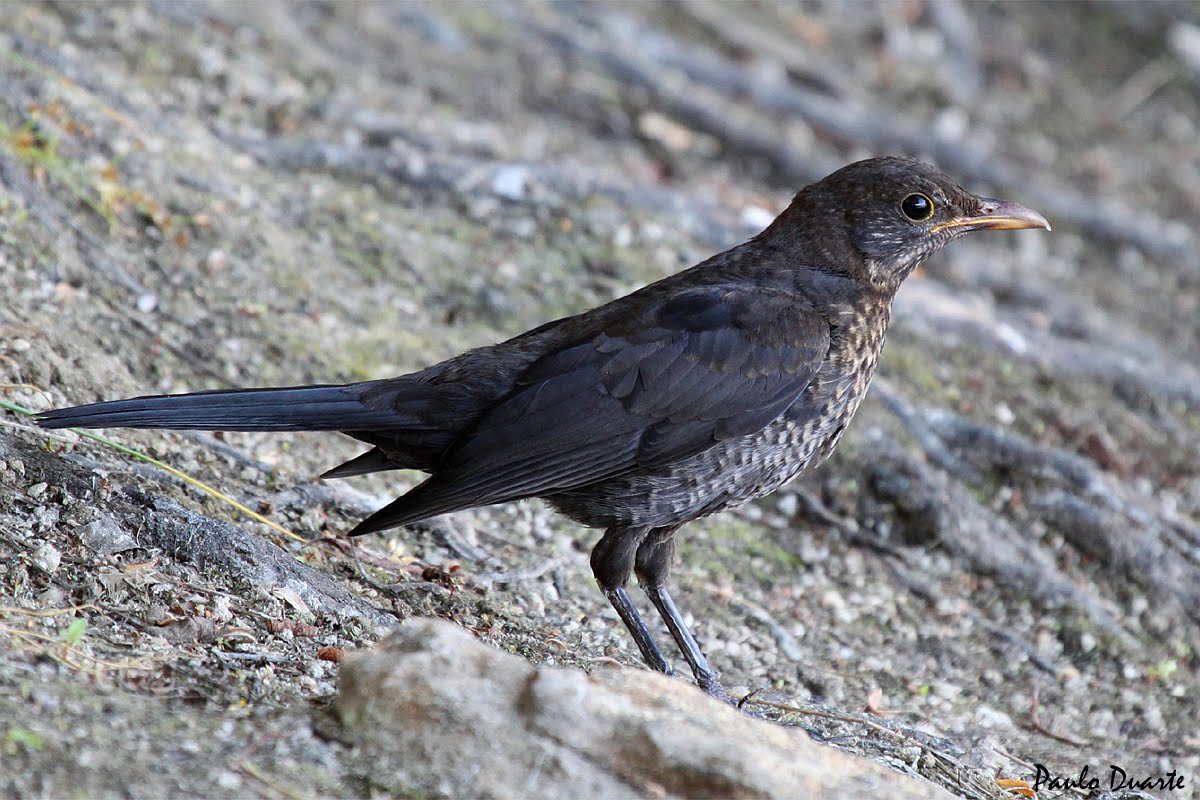 A arte de debicar: Melros novos!