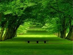 Why there should be Greenery around us? - greenary