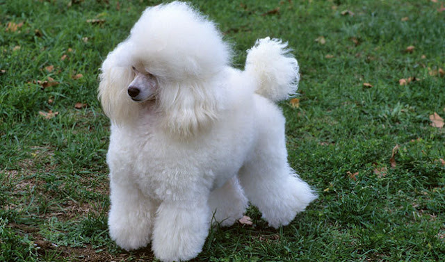 Huxtable The Poodle | Toy Poodle Blog | Parti Poodle: Cream and White ...
