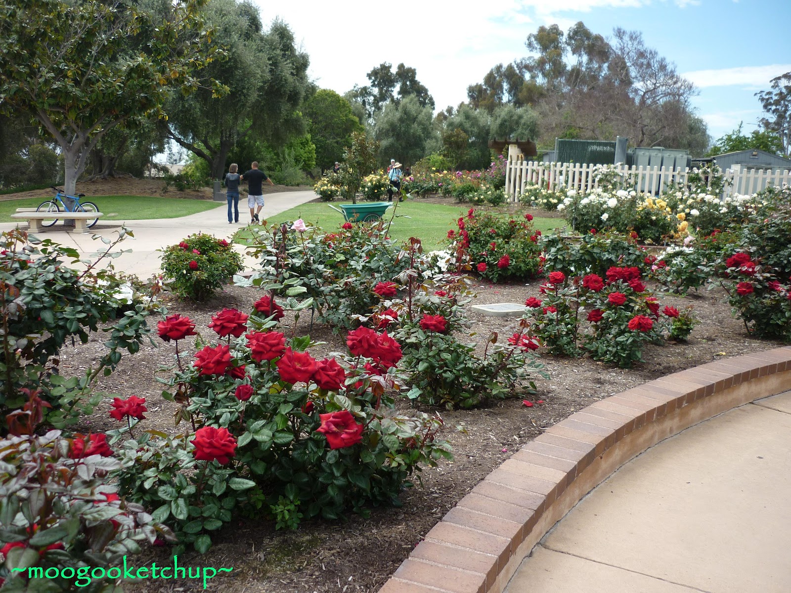 My footsteps...: Roses at Rose Garden, Balboa Park, San Diego (1)
