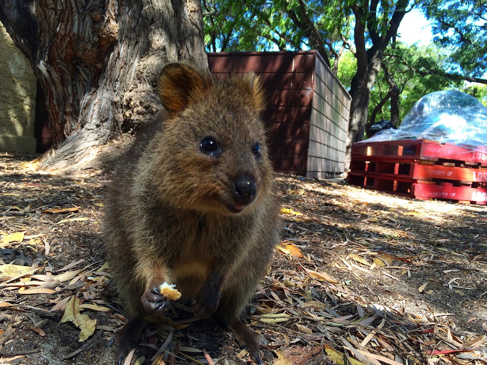 Quokka Selfie - Rottnest Island, Australia - Travel is my favorite Sport