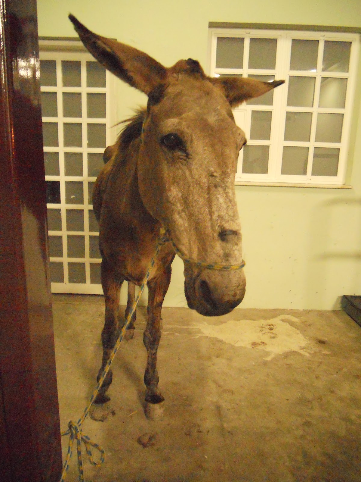 Franklin e um Assis: Resgate da Jumentinha, sua cria e uma mula idosa...