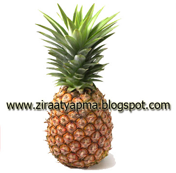 Tarım Siteniz: Ananas (pineapple)