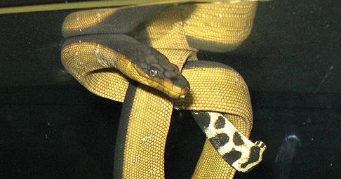 New Zealand's Native Snakes