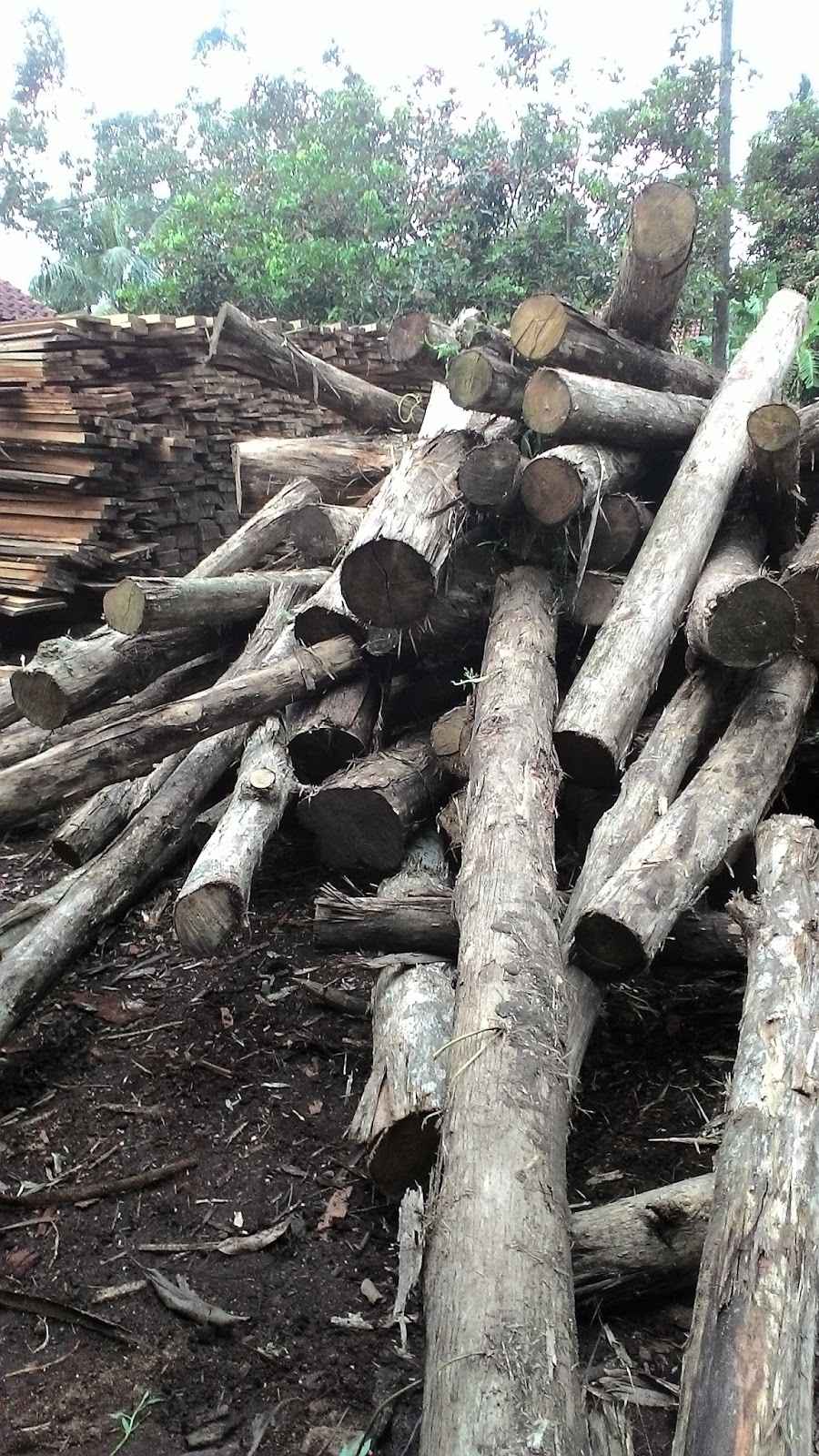 Butuh Kayu Racuk - DUTA RIMBA INDONESIA