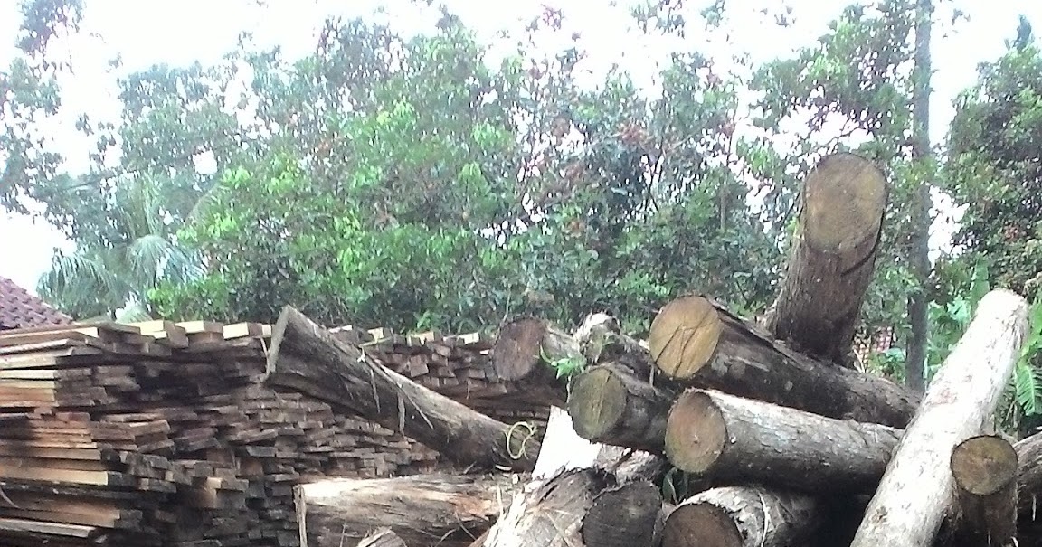 Butuh Kayu Racuk - DUTA RIMBA INDONESIA