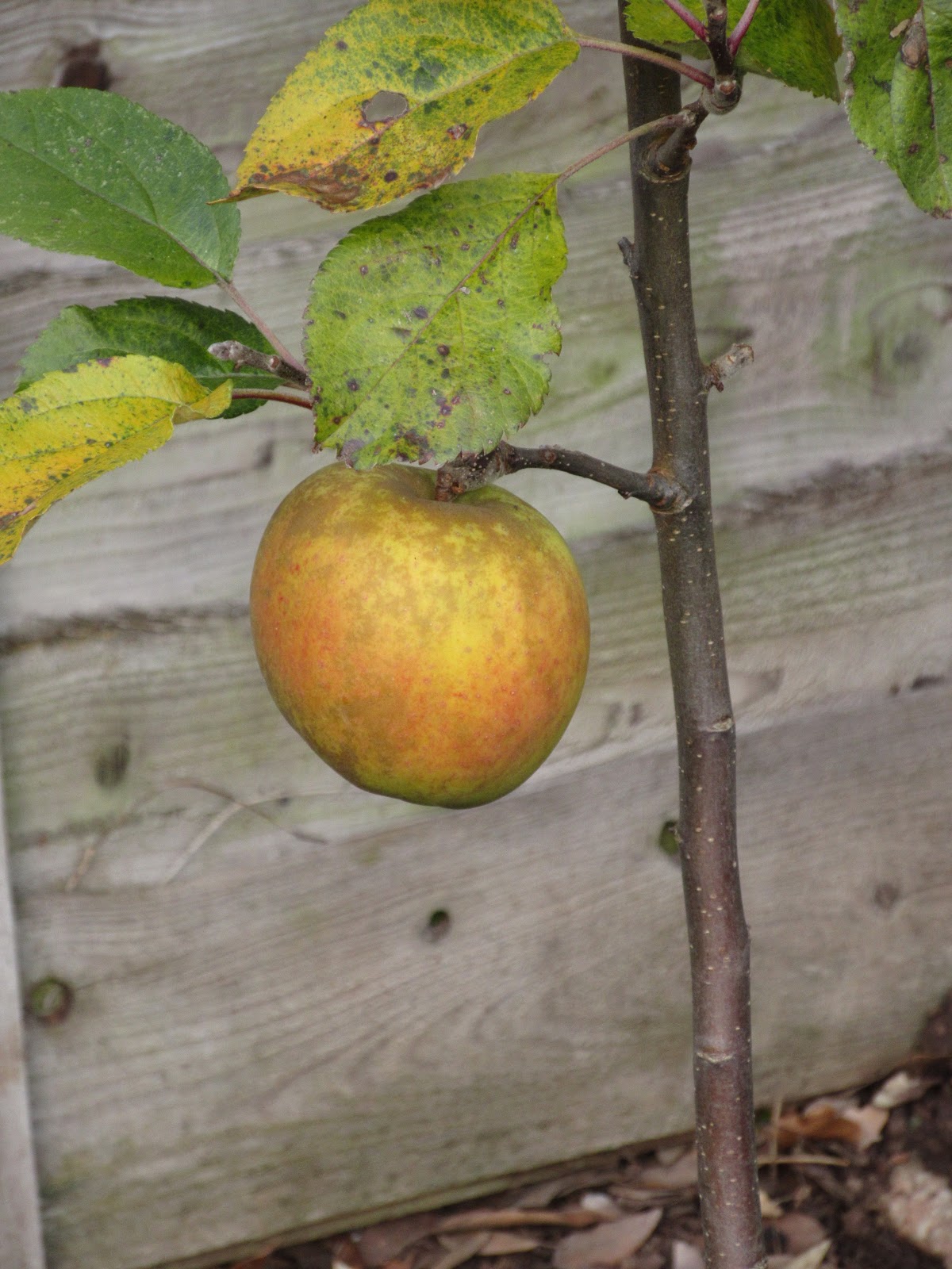 Stasher: Apple D'Arcy Spice