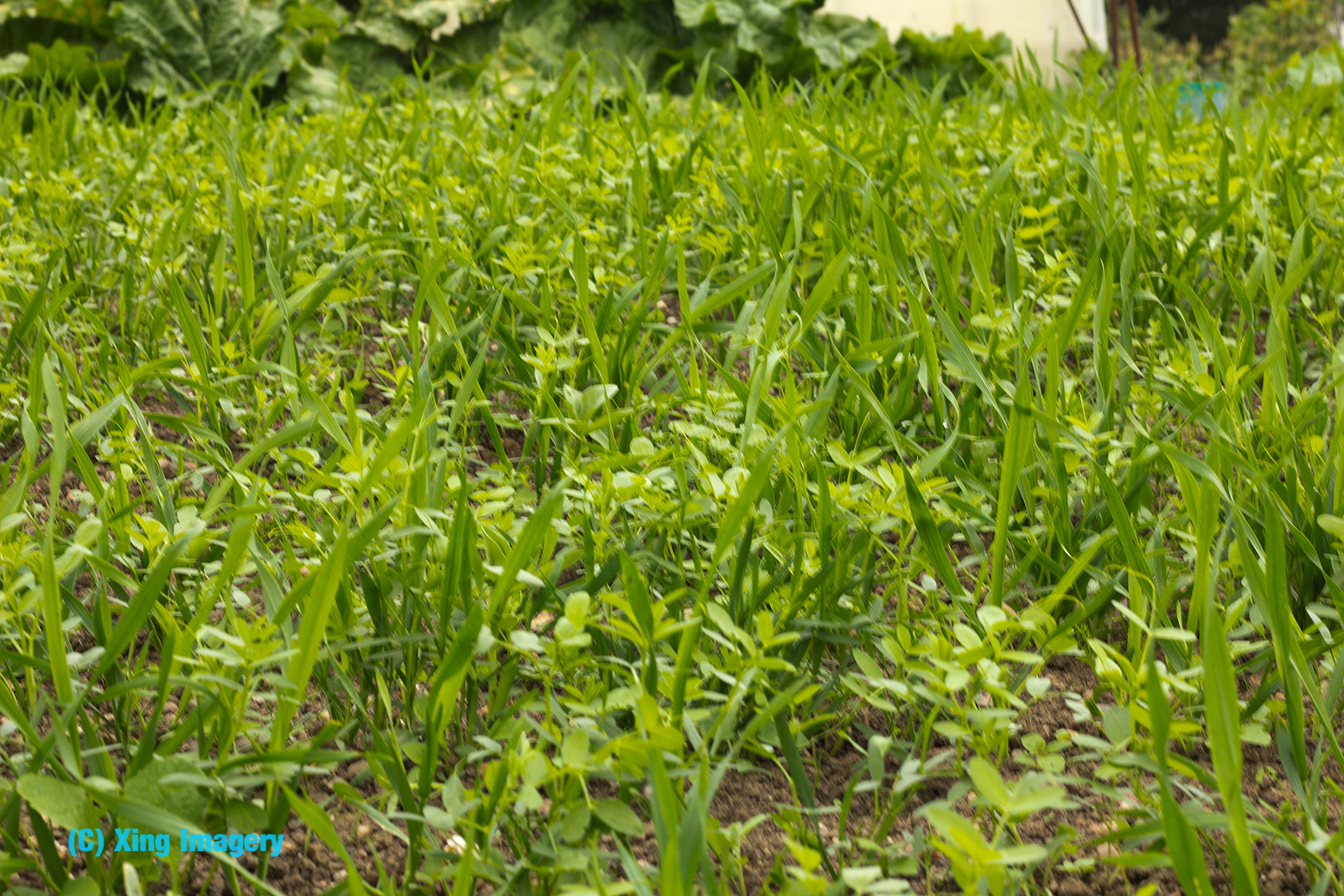 Allotment Garden: Planting the green manure