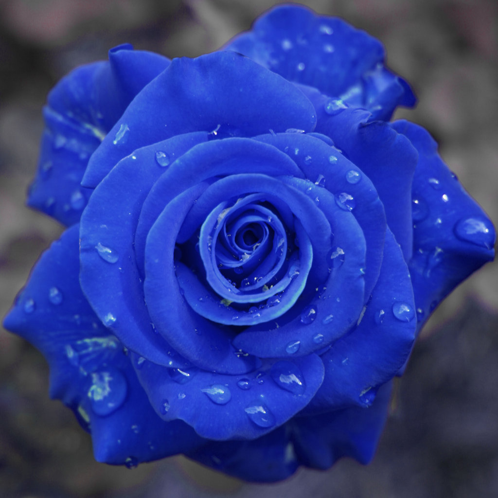 Blue Rose Flowers - Flower HD Wallpapers, Images, PIctures, Tattoos and ...