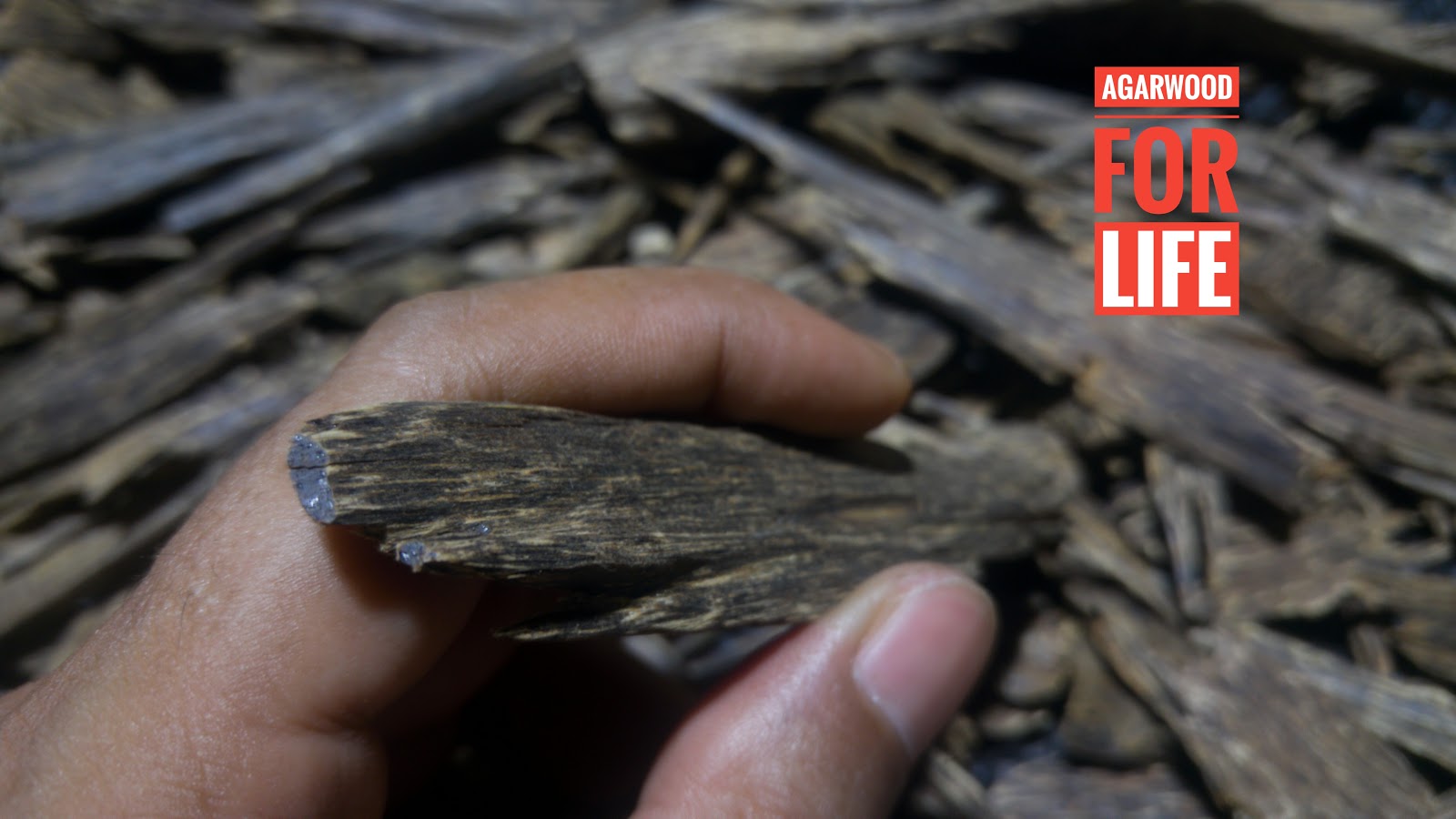 Agarwood For Life: "Grade A" of agarwood or Oud for incense purposes