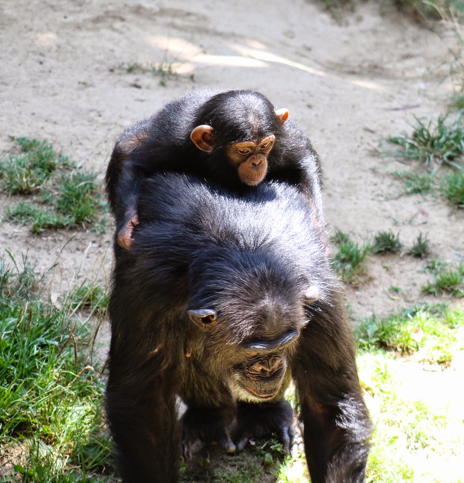 Life with Dylan: Photographing Apes: Spotlight Chimpanzees