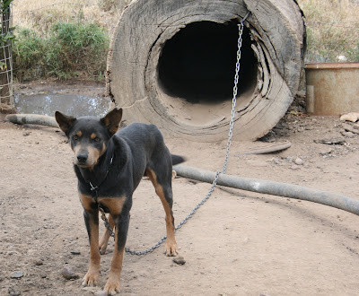 Silver Star Kelpie Stud