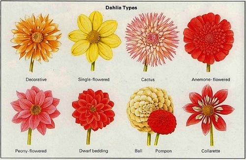 Bloom: Dahlias and a discount