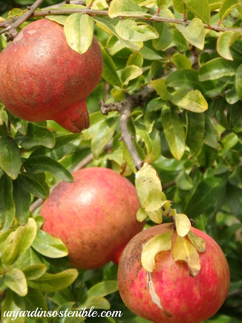 Punica Granatum (Granado)