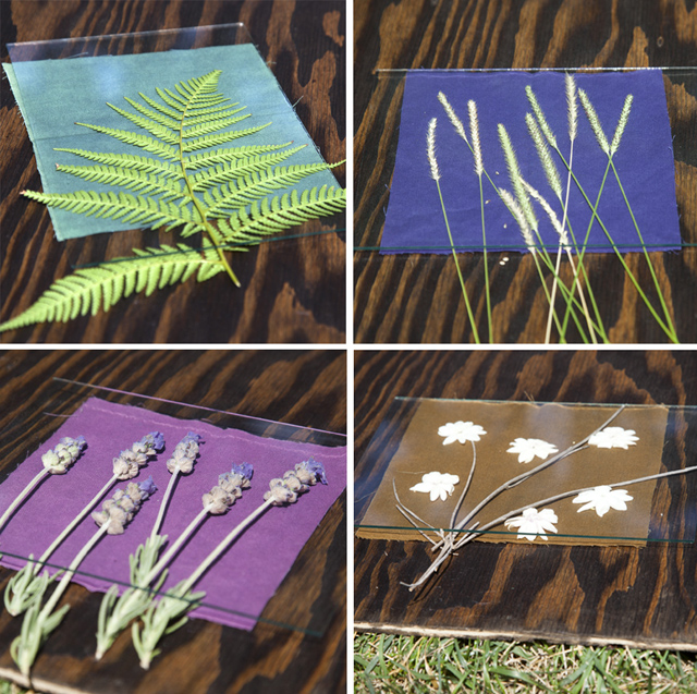 Miniature Rhino: Creative Experiments with Sun Printing