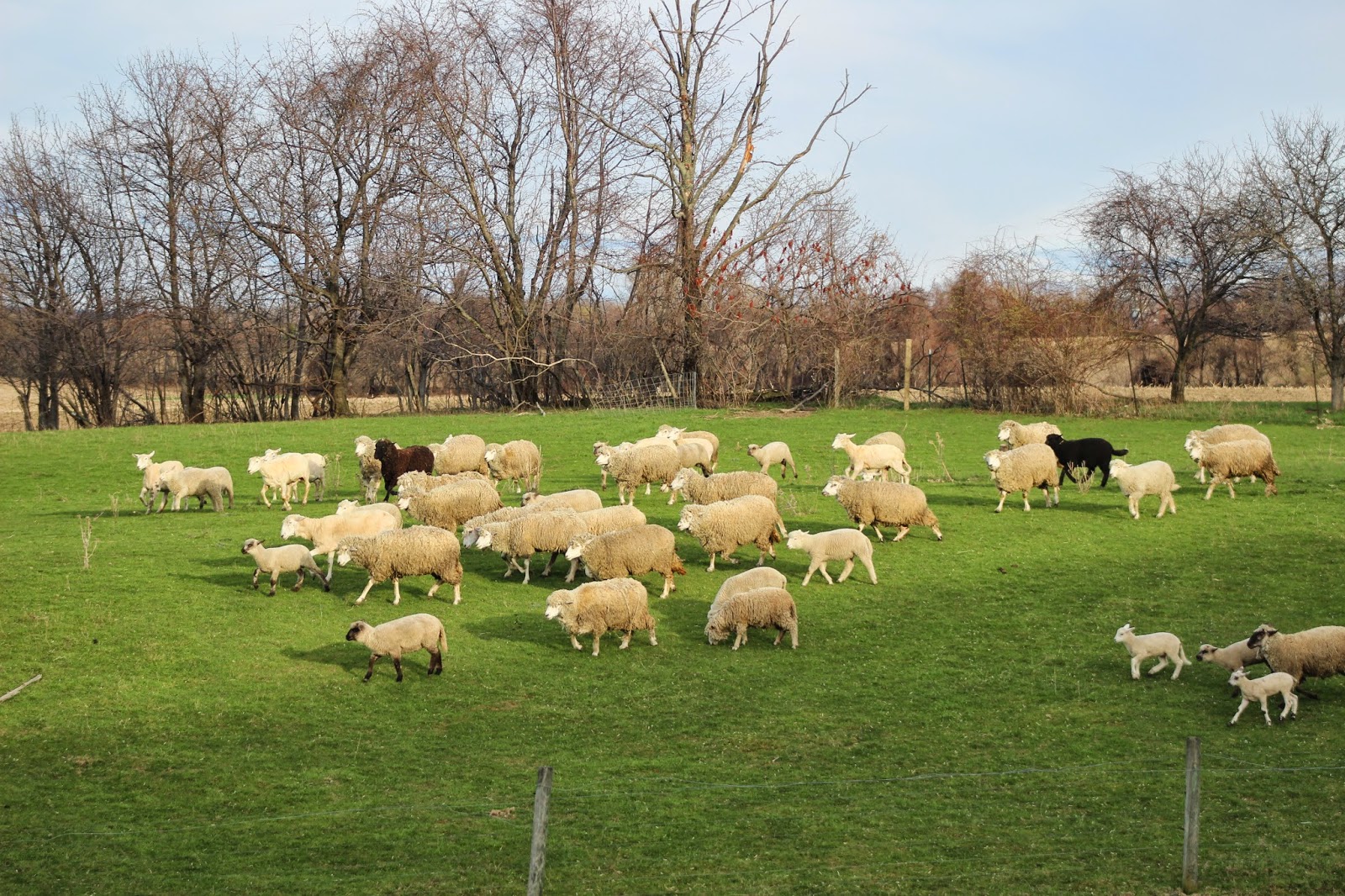 Lockwood Lavender Farm: Finger Lakes Sheep & Wool Producers Wool Pool ...