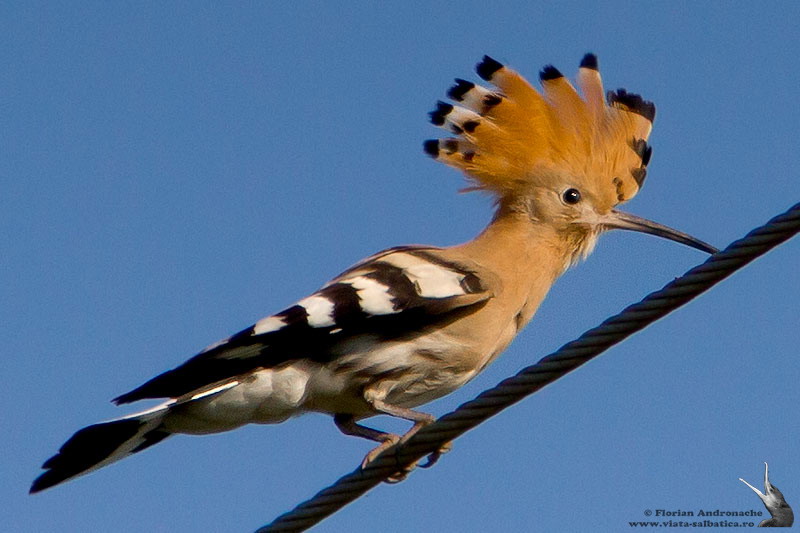Pasari in lume: Pupăza (Upupa epops), cucul armenesc sau (regionalisme ...