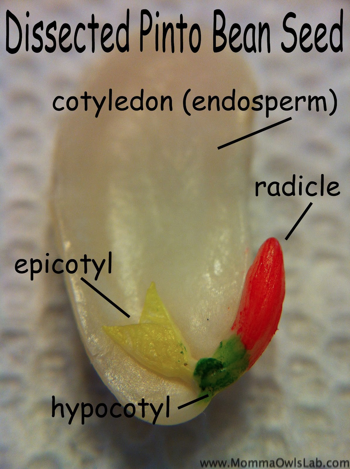 Momma Owl's Lab: Dissecting Bean Seeds