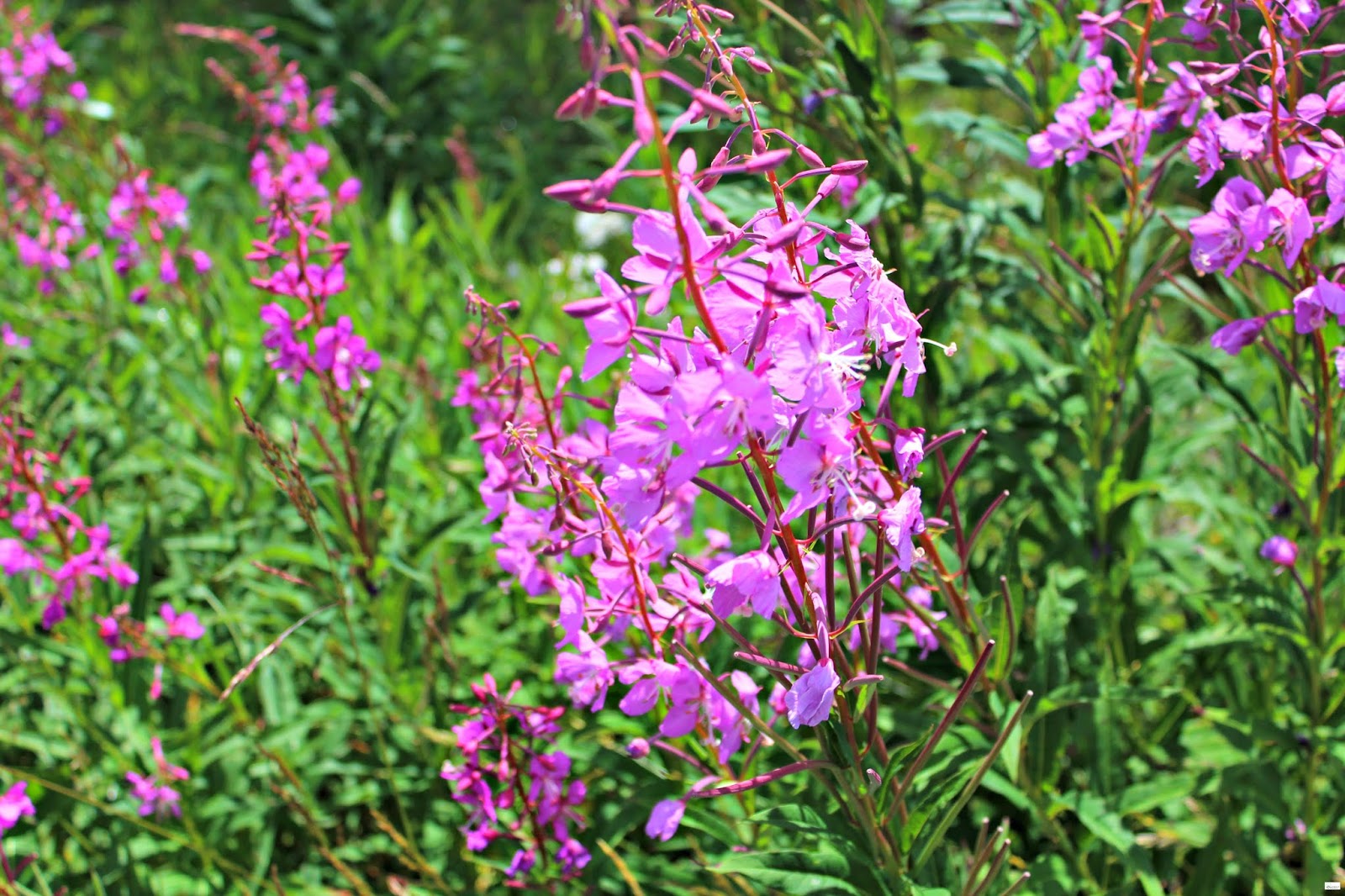 Among the Alaskan Fireweed on Alaska 4-South: A Beautiful Symbol of ...