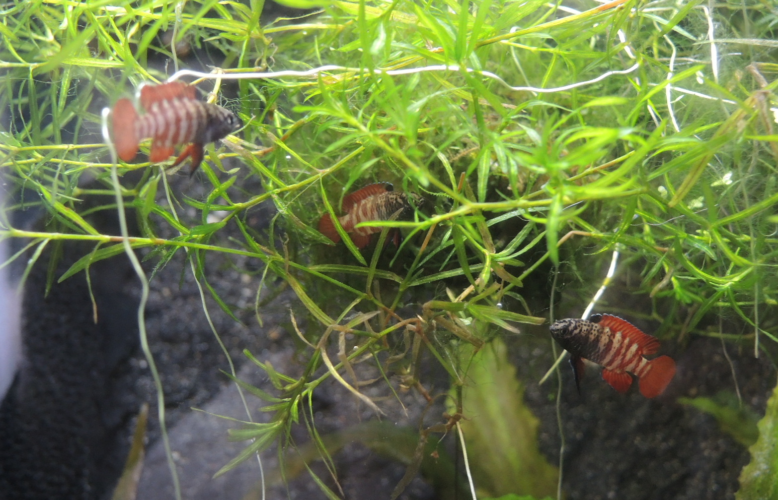 Water-World: Dario sp. Myanmar "Black Tiger"