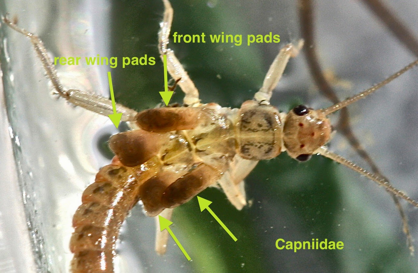 Aquatic Insects of Central Virginia: Rolled-winged stoneflies ...