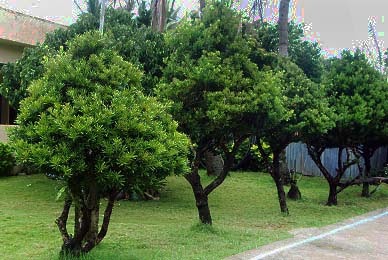 Living with Nature - School on Blog by Dr. Abercio V. Rotor: Arius ...