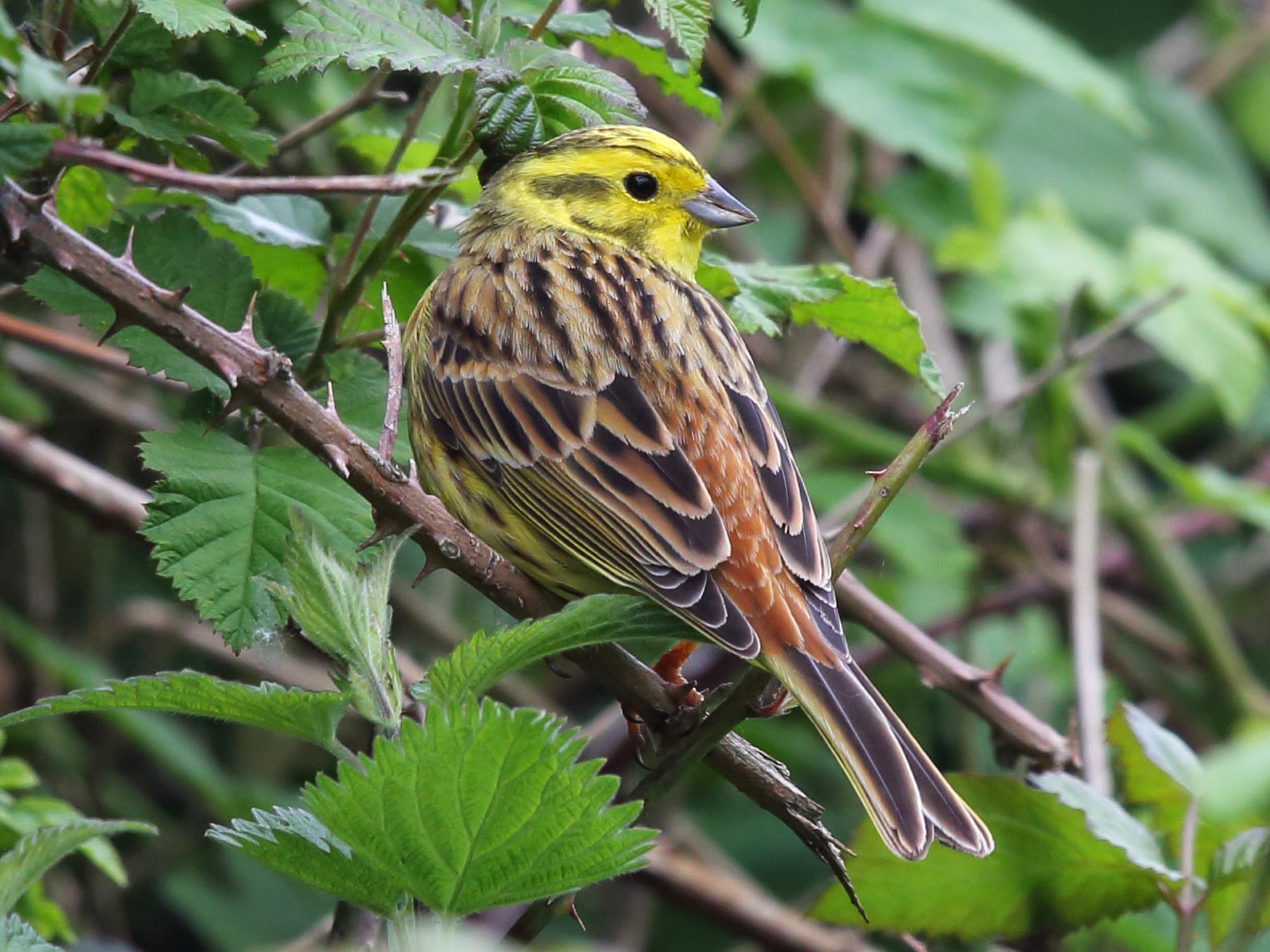 CAMBRIDGESHIRE BIRD CLUB GALLERY: Yellowhammer