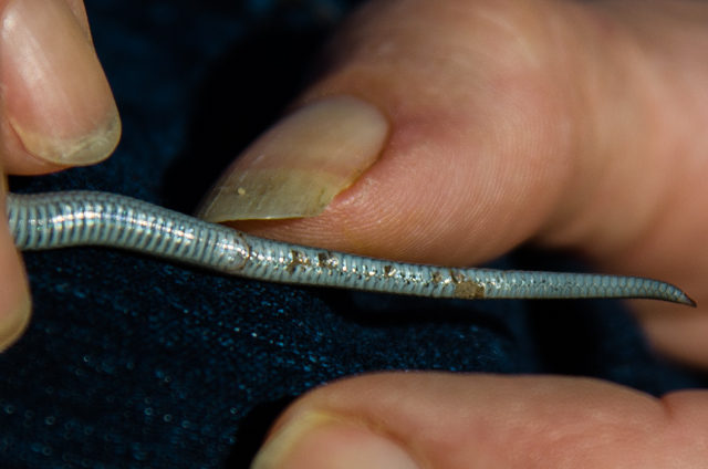 Dipper Ranch: Sharp-Tailed Snake : Long or Short?