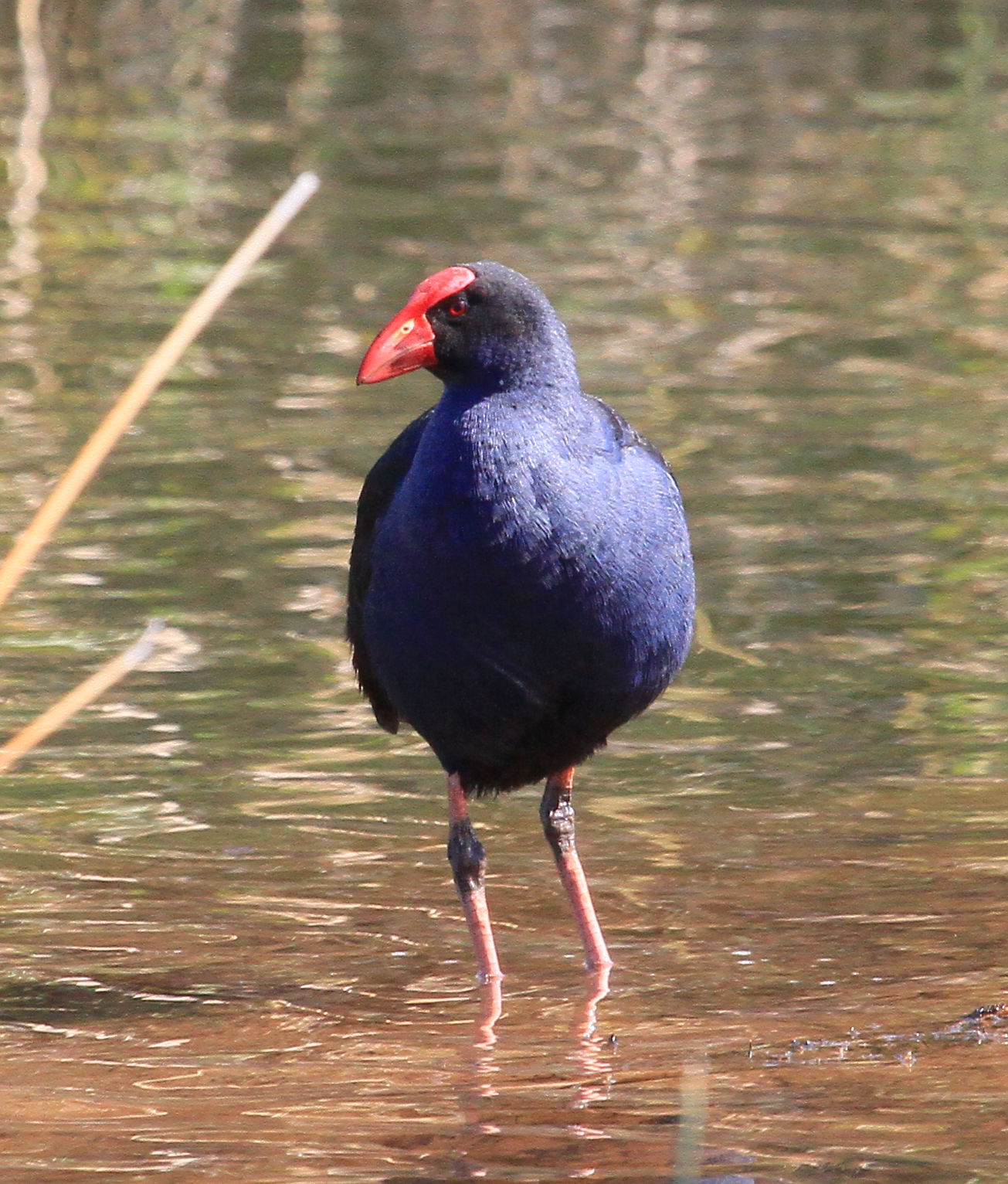 Richard Waring's Birds of Australia: Water birds from drive from Alice ...