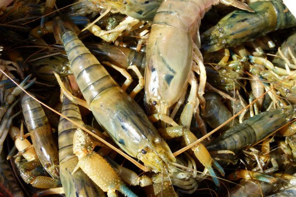 PLAAN : El Camarón de los Ríos Majes, Ocoña y Tambo en Peligro