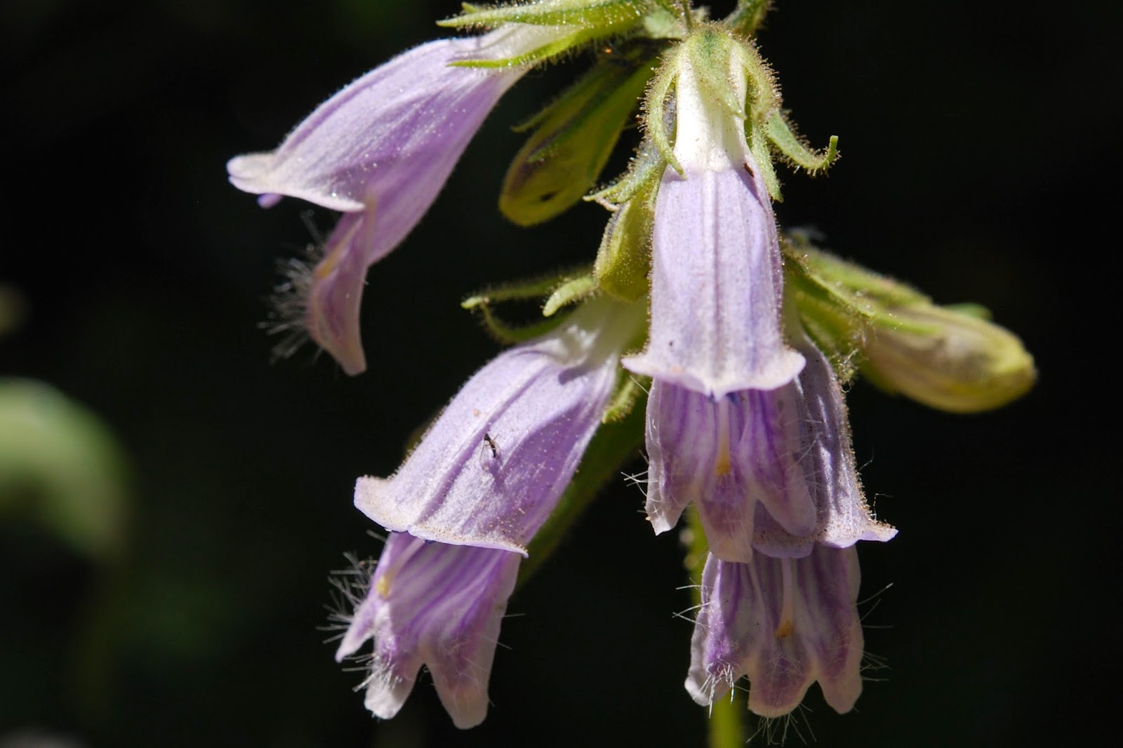 Wildflowers of the Wasatch Mountains and Bear River Range: Key to Penstemon