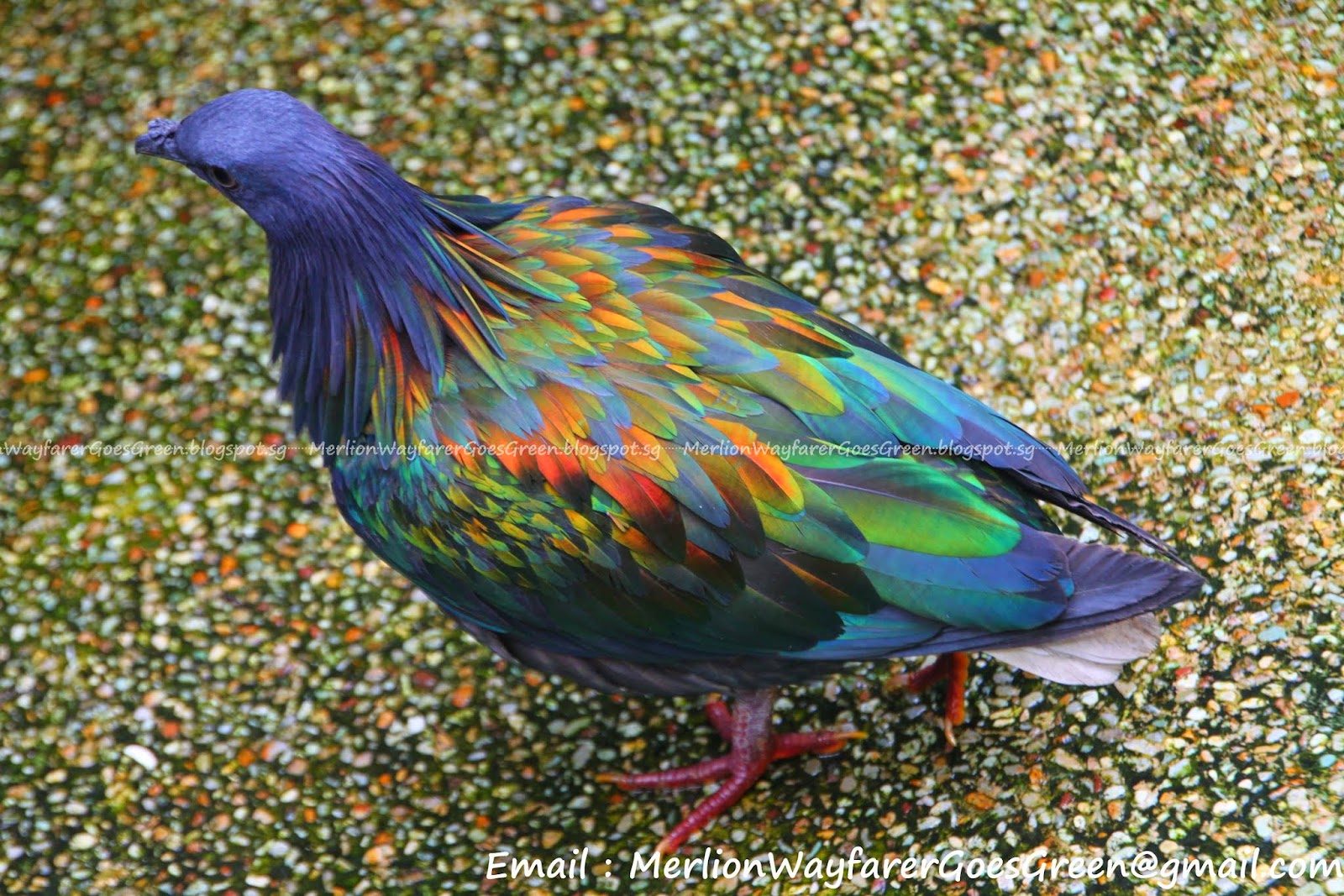 Jurong Bird Park - Southeast Asian Birds Aviary ~ Merlion Wayfarer Goes ...