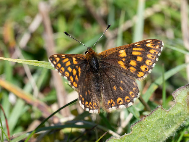 Noar Hill National Nature Reserve, Selbourne | Focusing on Wildlife