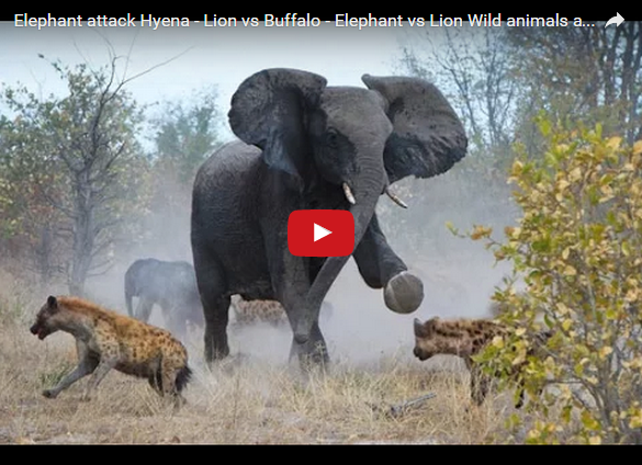 Elephant attack Hyena - Lion vs Buffalo - Elephant vs Lion Wild animals ...