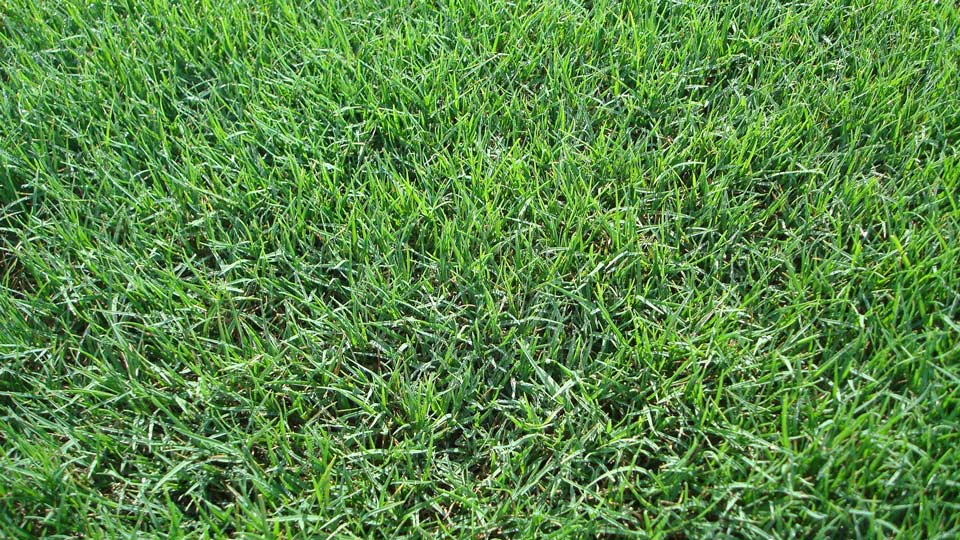 Bermuda Grass & Centipede Grass - Best Manual Lawn Aerator